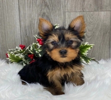 yorkshire terrier puppies for adoption